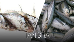 Buy Fresh Fish and Meat Online, Send Fish,Meat to Kolkata | 365oranges.com